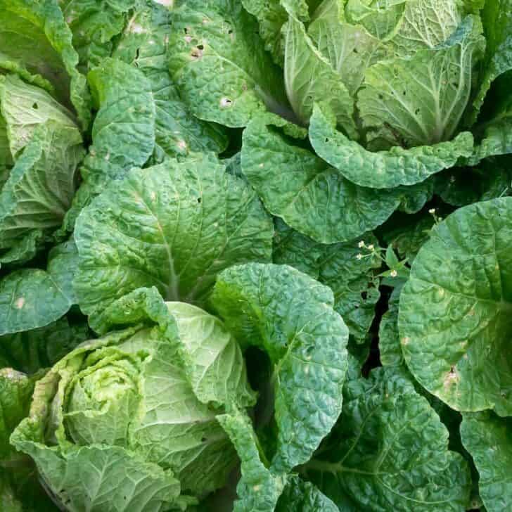 Can You Freeze Cabbage? - Running to the Kitchen®